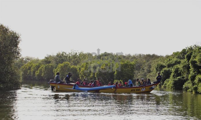 Baros Mangrove Plantation : The New Exciting Ecotourism - Yogyakarta ...