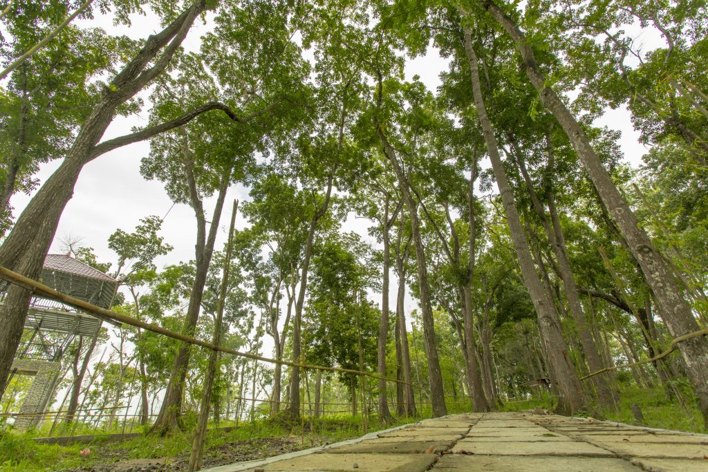 Bunder Forest Park - Yogyakarta Tourism Portal